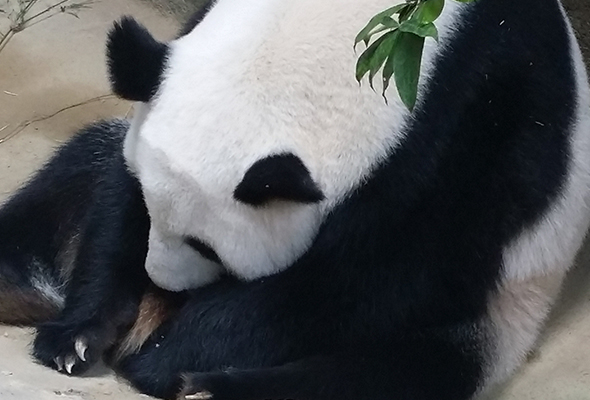 Scientists look for biofuel clues in panda poo | Astro Awani