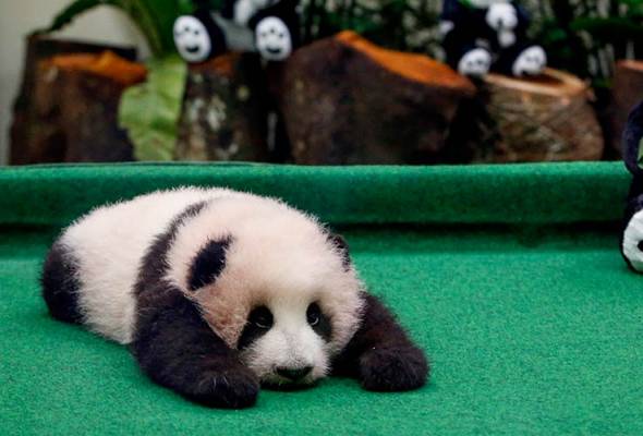 Orang ramai boleh mula lawat, namakan anak panda gergasi | Astro Awani