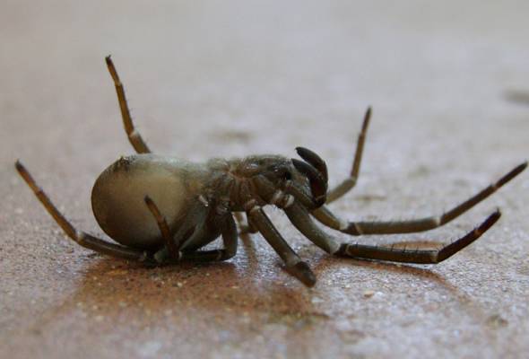 Police rush to scene of killing only to find a dead spider | Astro Awani