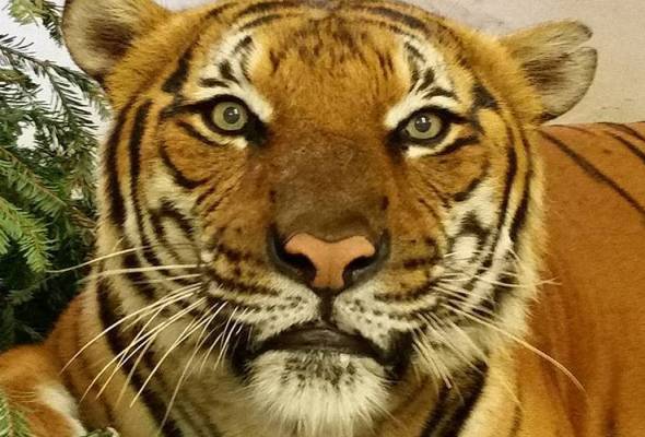 Zookeeper mauled to death after Malayan Tiger runs amok in Florida ...