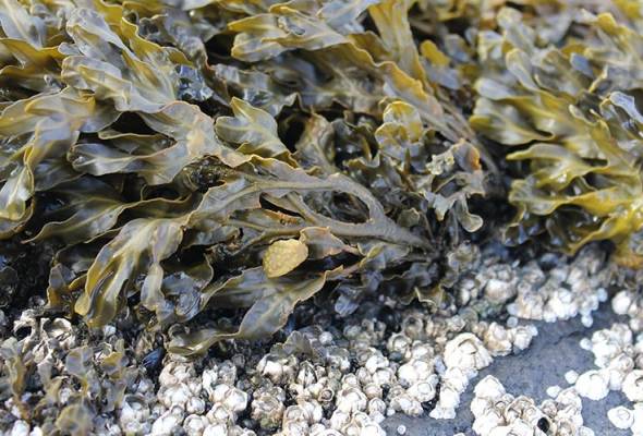 Philippines' women seaweed farmers keep coastal families afloat | AWANI ...