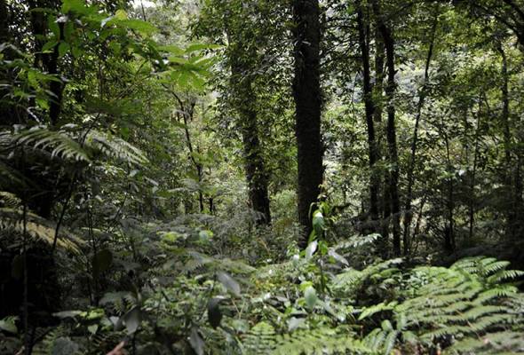 World nears 2020 goal of restoring degraded forests | Astro Awani