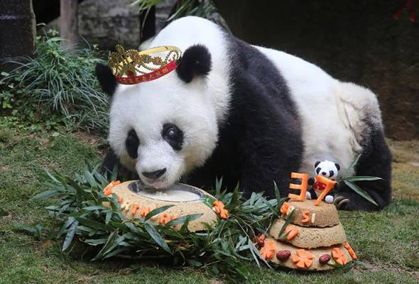 Basi, world's oldest captive panda, turns 37 | AWANI International