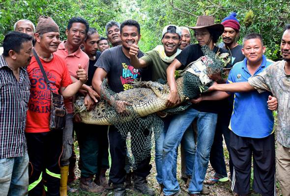 Three-metre long croc caught in Kampung Ubai, Kuantan | AWANI International