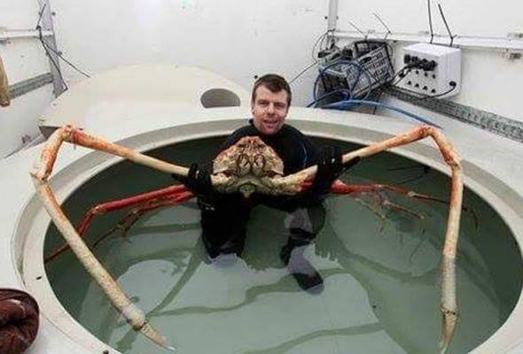 Carian mengenai topik japanese-spider-crab | Astro Awani