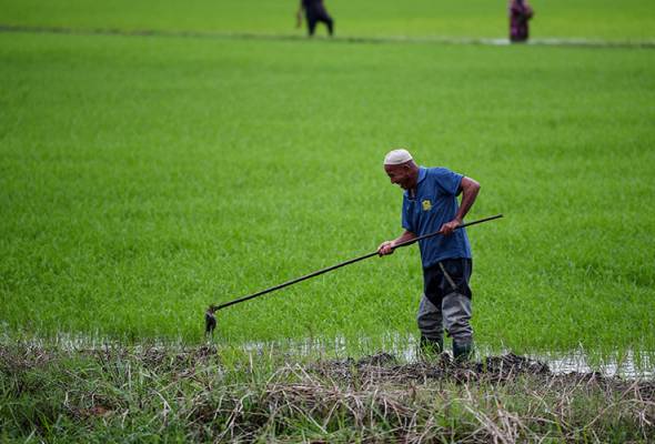 Pangkalan data raya rekod, daftar petani di Malaysia bakal diwujudkan ...