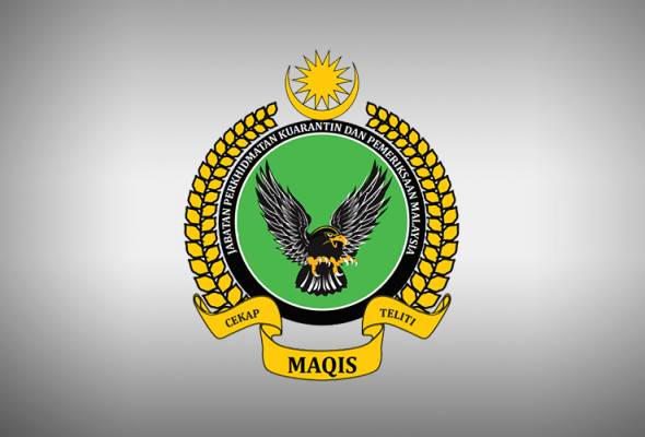 MAQIS Selangor rampas 25,000kg kubis dari China | Astro Awani