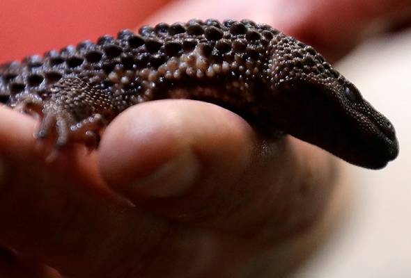 Cicak hutan Borneo yang jarang ditemui kini dipamer di Zoo Prague ...