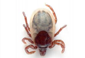 Kutu babi boleh membawa maut? | Astro Awani