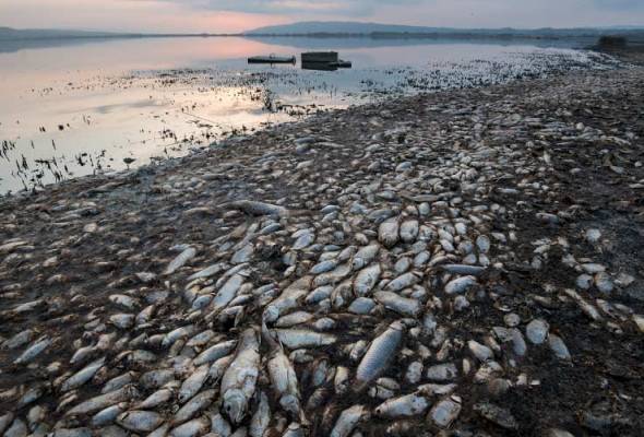 Puluhan ribu ikan mati akibat kemarau di Greece | Astro Awani