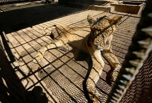 Singa terlalu kurus di Khartoum, pasukan Four Paws tiba beri bantuan ...