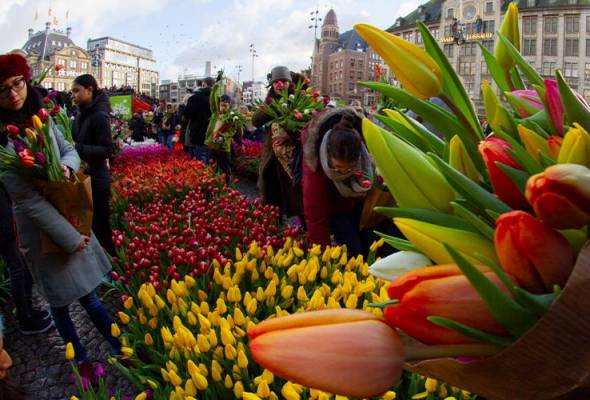 Bunga percuma sempena Hari Tulip Kebangsaan di Belanda | Astro Awani