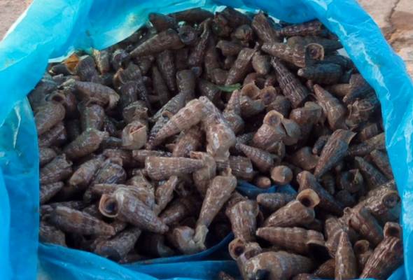 Lambakan siput Kuyung Bundong , elok kalau masak lemak cili api - CariDotMy