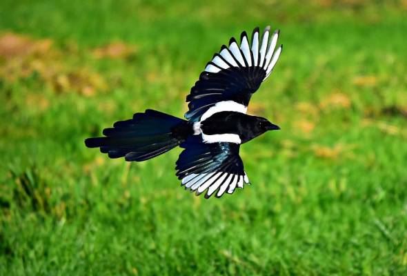 Armed Forces foils attempt to smuggle 600 magpies into Indonesia ...