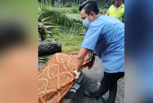 Warga emas maut dihempap pokok sawit | Astro Awani