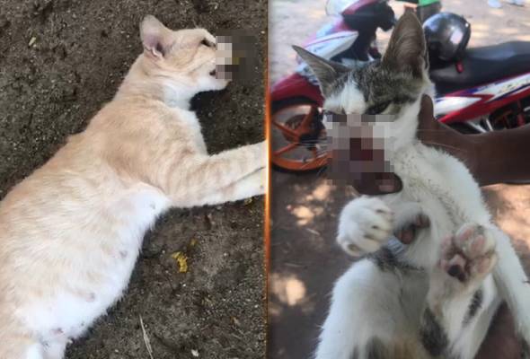 Wanita tular pukul kucing bunting hingga mati ditahan - Polis | Astro Awani