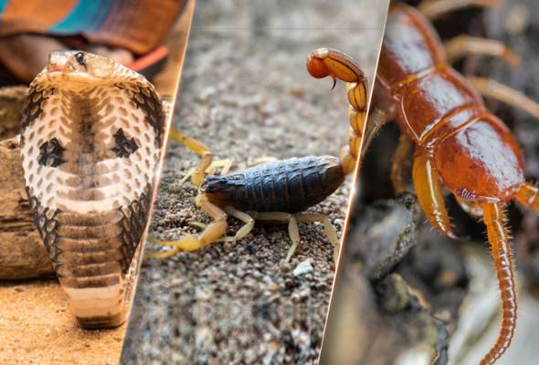 Pulang ke rumah selepas banjir, berhati-hatilah... | Astro Awani