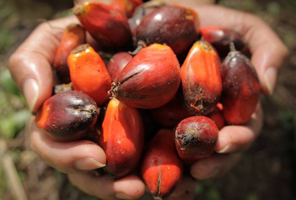 JCSPO pacu pemuliharaan, kelestarian sawit Sabah | Astro Awani