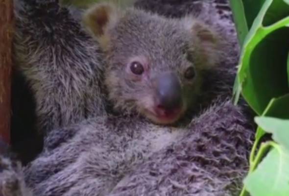 Sydney zoo's first baby koala in more than a year makes public debut ...