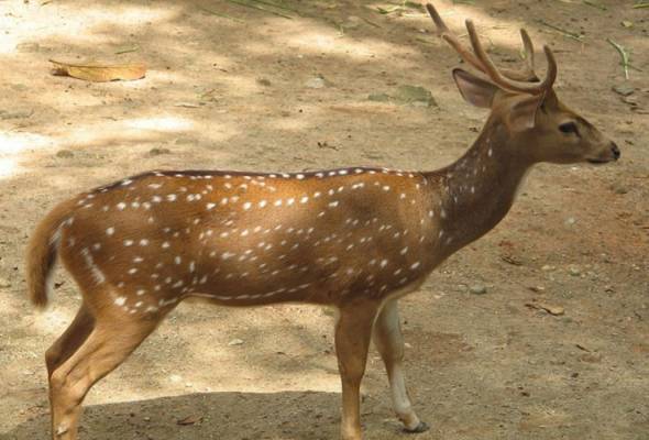 Zoo Negara tidak lakukan kesalahan jual Rusa Bintik - Perhilitan ...