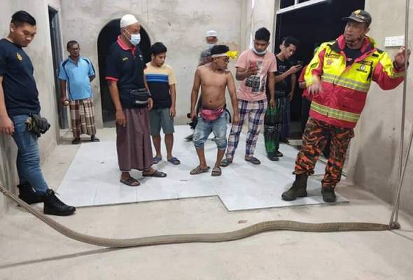 Penduduk kampung gempar kehadiran 'raja ular' sepanjang enam meter ...