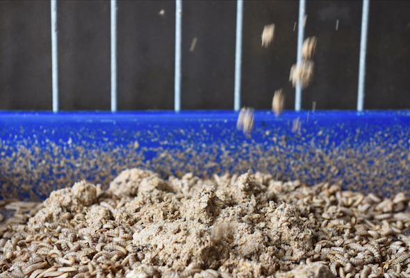 Munching maggots help Singapore startup secure lucrative biomaterial ...