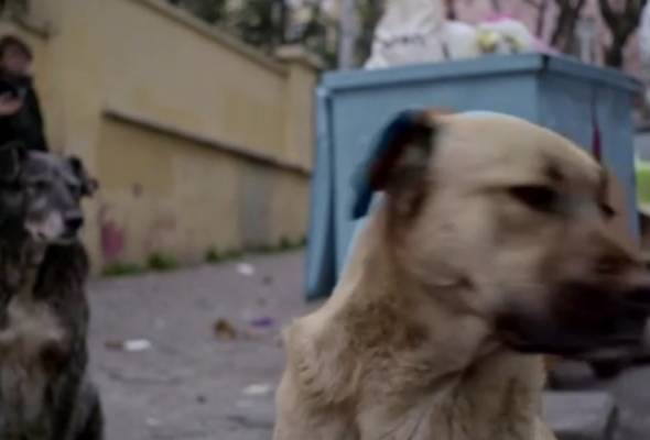 Istanbul stray dogs get own starring roles in new film | AWANI ...