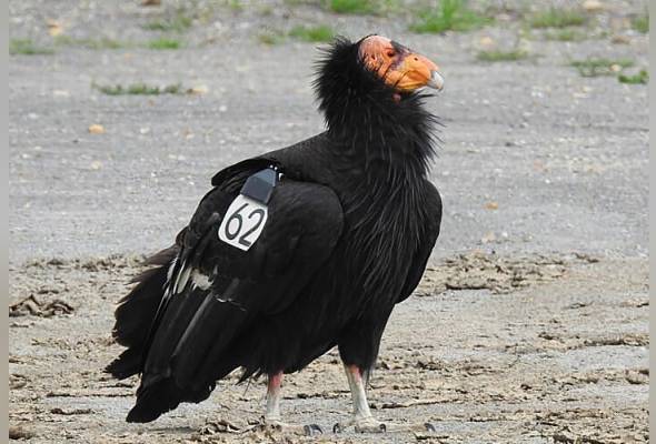 Carian mengenai topik Burung Hering | Astro Awani