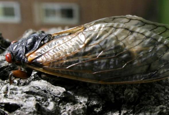 Sedia untuk bingit! Selepas 17 tahun, berbilion telur makhluk ini bakal ...