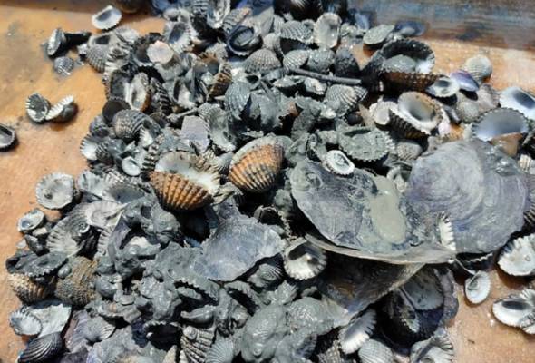 Kerang mati dan busuk, penternak dakwa kerugian RM700,000 | Astro Awani