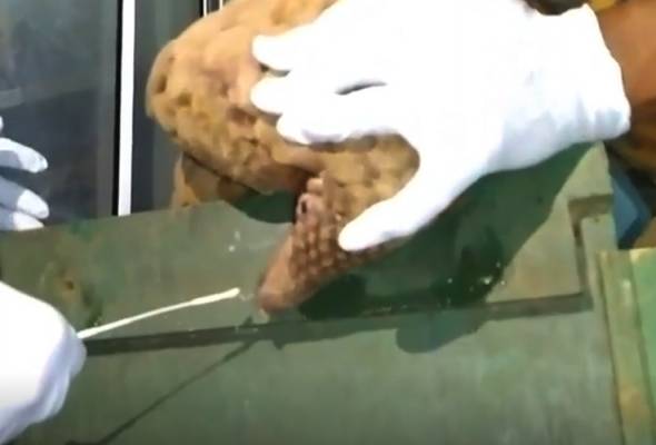 COVID-19: Tenggiling terpaksa jalani ujian swab selepas menjadi kontak ...