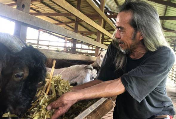 Daging Oh Daging: Harga makanan ruminan meningkat, apa puncanya ...