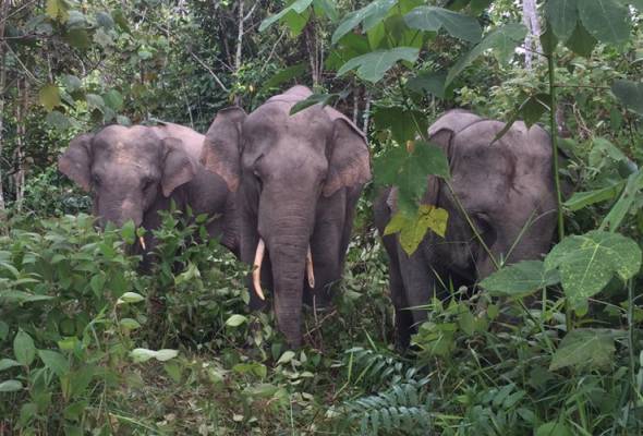 Avoid sharing video of wildlife sighting on social media - Perhilitan ...