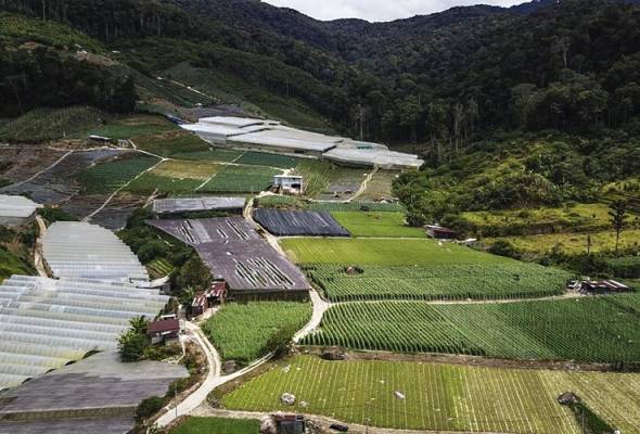 KPDNHEP pastikan PKPD Cameron Highlands beri impak minimum terhadap ...
