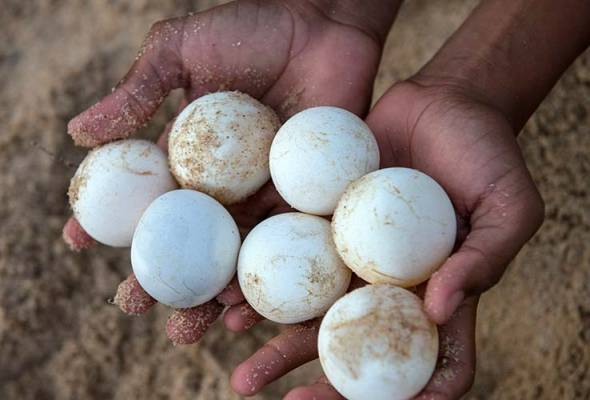 Peniaga telur penyu di Pasar Payang akur larangan penjualan | Astro Awani