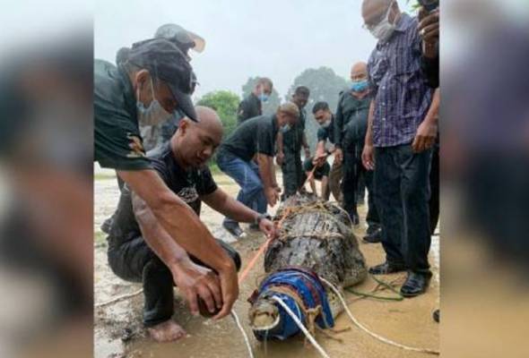 Perhilitan berjaya tangkap 'Mamat' | Astro Awani