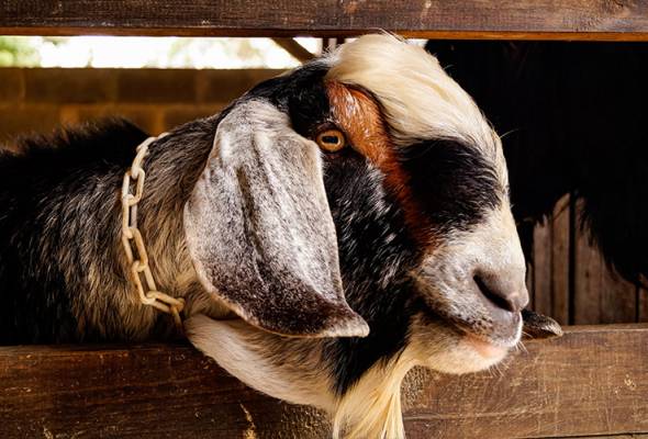 PGA9 rampas 110 kambing Boer seludup di Pasir Mas | Astro Awani