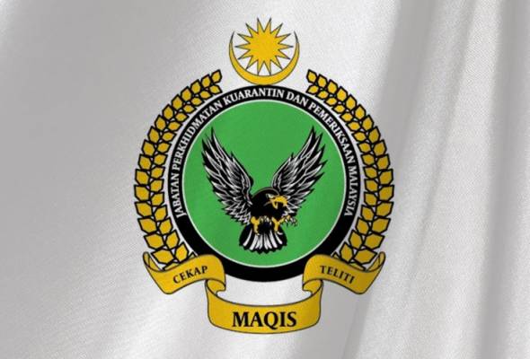 MAQIS Johor rampas udang harimau sejuk beku bernilai RM6,600 | Astro Awani