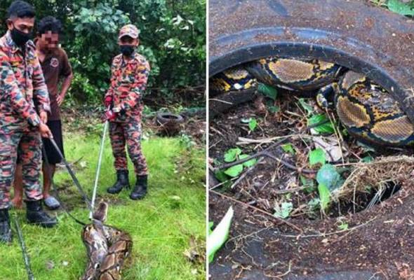 Ular sawa batik 100kg 'sembunyi' dalam tayar kereta | Astro Awani