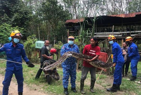 Ular sawa 70kg kenyang telan kambing berjaya ditangkap | Astro Awani