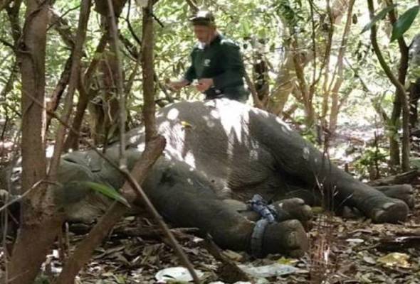 Perhilitan tangkap gajah liar masuk kampung | Astro Awani