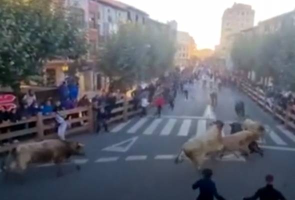 Sekurang-kurangnya tiga cedera dalam acara larian lembu | Astro Awani Sekurang-kurangnya tiga cedera dalam acara larian lembu | Astro Awani