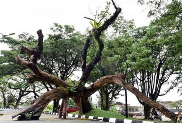 Pokok hujan-hujan usia 136 tahun di Taman Tasik Taiping mati | Astro Awani