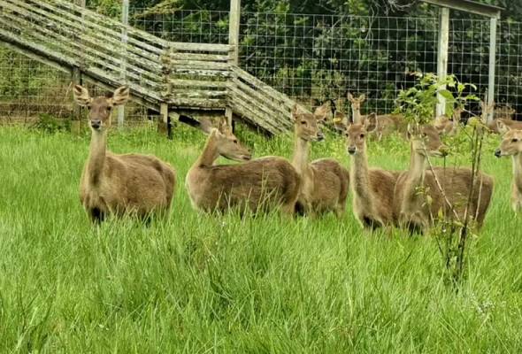 Terengganu bakal jadi pengeluar rusa Timorensis terbesar | Astro Awani