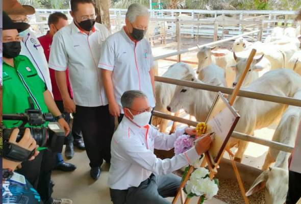 Hab Lembu Pedaging Felda Sahabat jadikan Sabah pengeluar terbesar ...