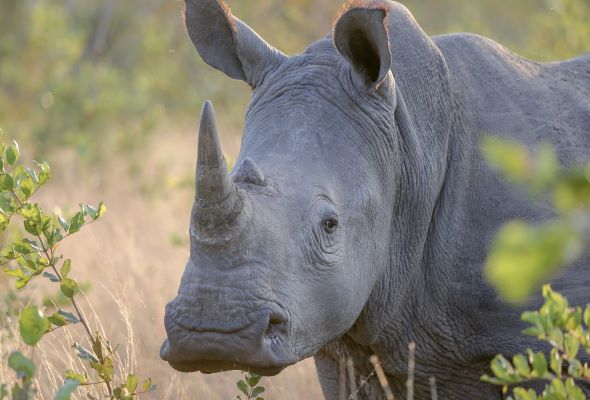 Rhino horn NFT going on auction in South Africa | AWANI International