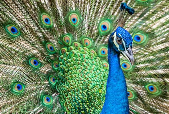 Taman eko burung merak kini dibuka kepada orang ramai | Astro Awani