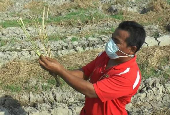 1,000 petani di Yan kerugian akibat 'bena perang' | Astro Awani