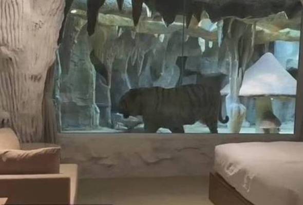Carian mengenai topik hotel-sendi-tribe-treehouse | Astro Awani