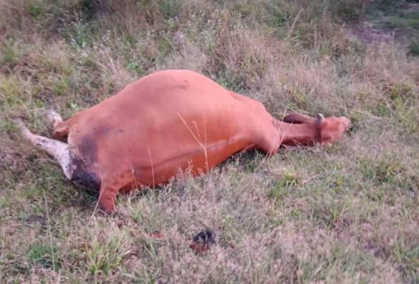 40 ekor lembu mati di Beruas, disyaki terminum racun | Astro Awani